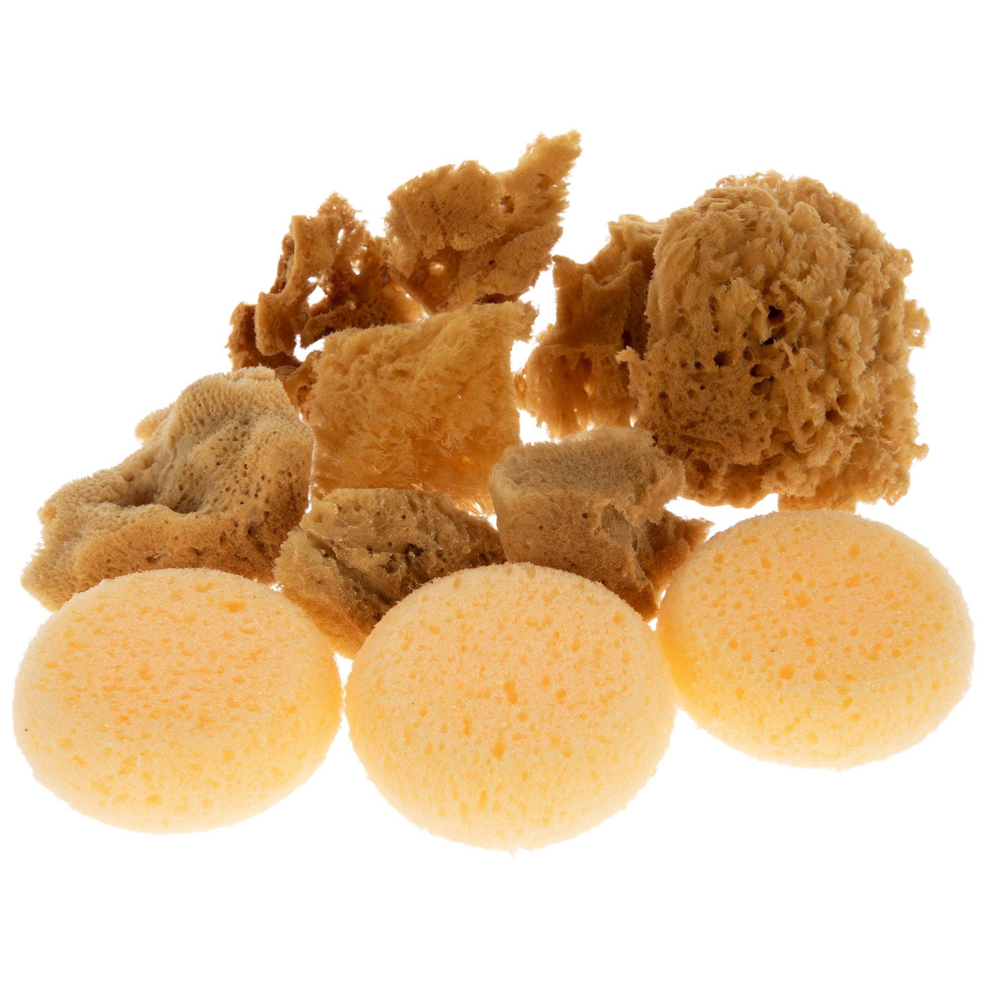 Artist Natural & Synthetic Sponges | Hobby Lobby | 2323988
