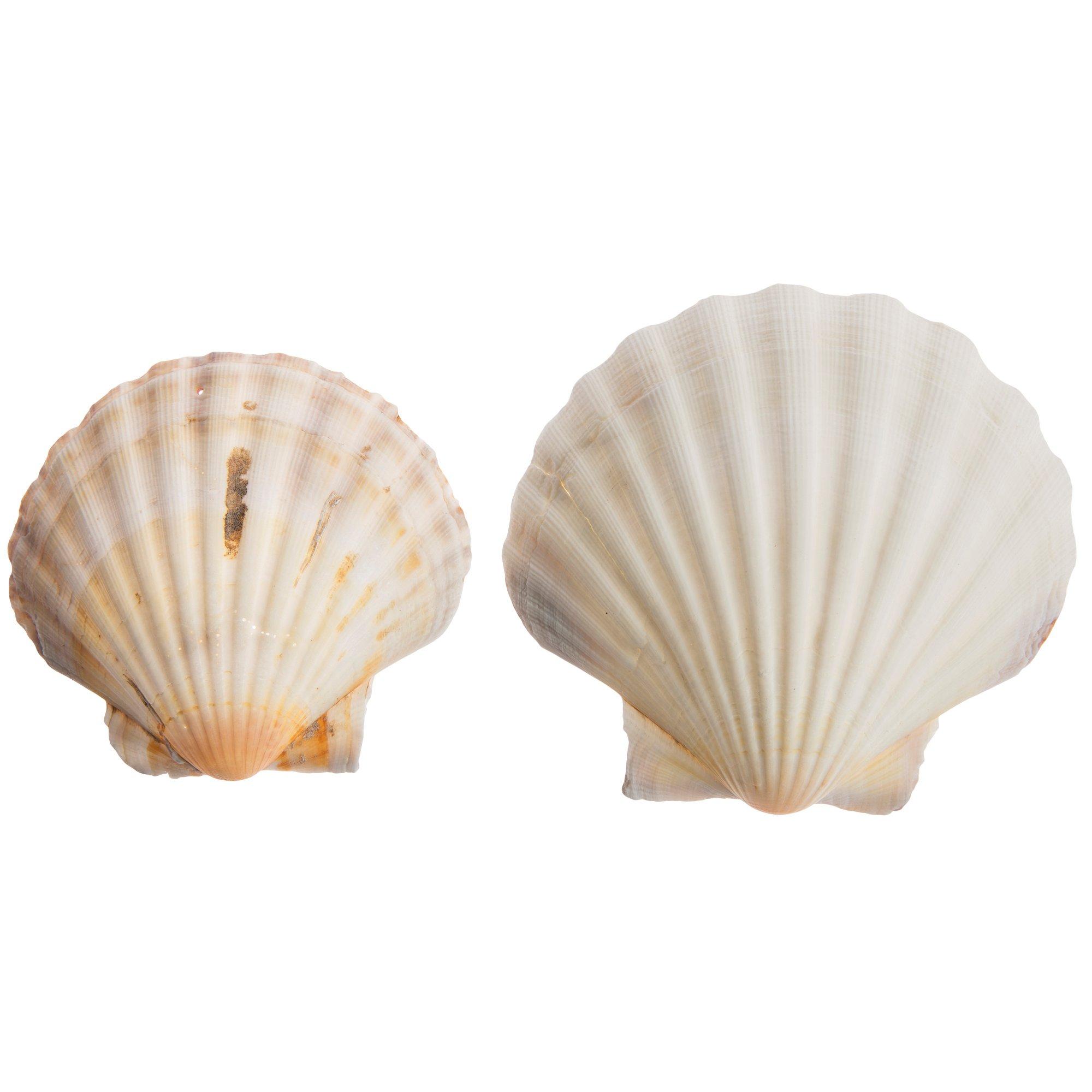 Irish Deep Shells | Hobby Lobby | 2332070