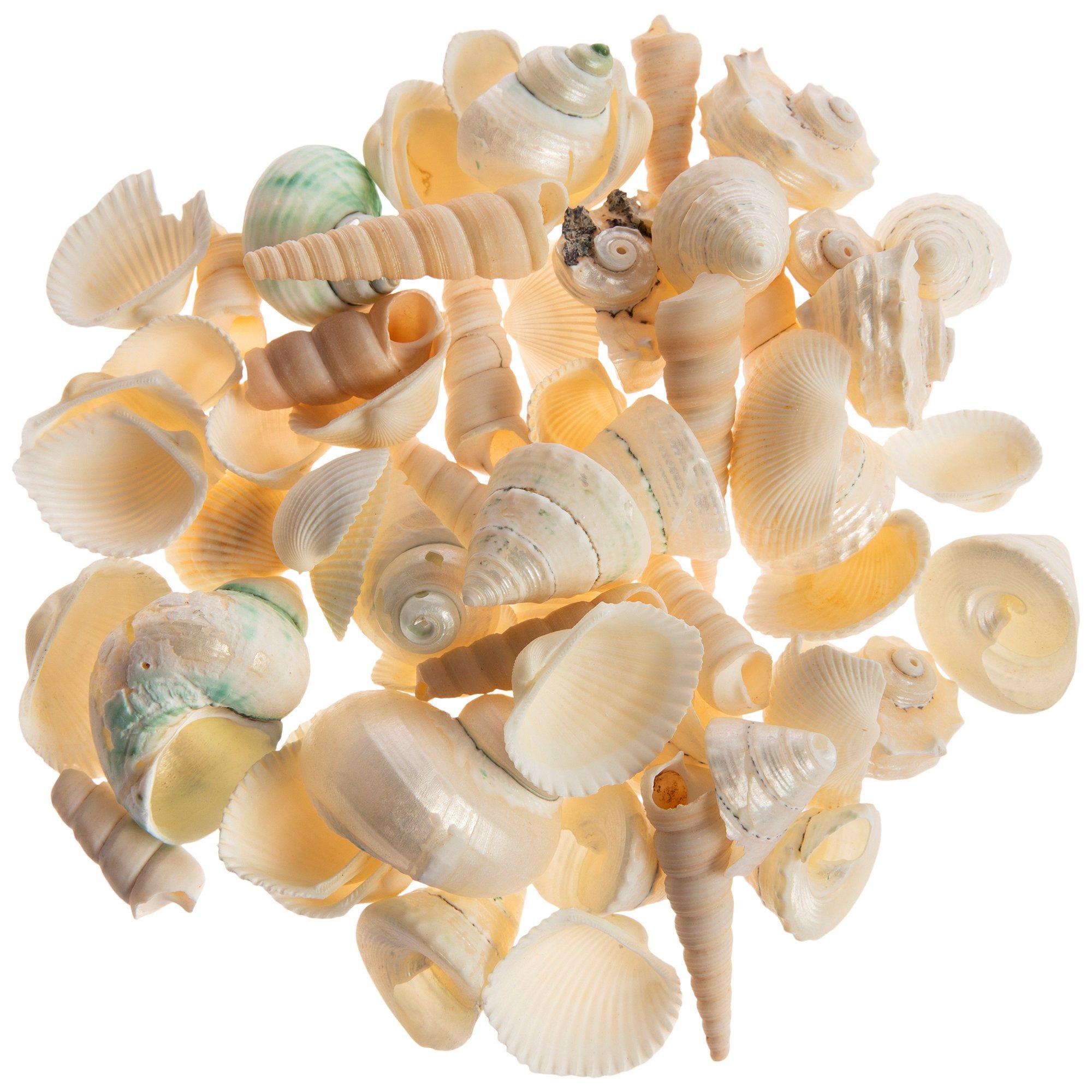 White Posh Shells Mix | Hobby Lobby | 2332120