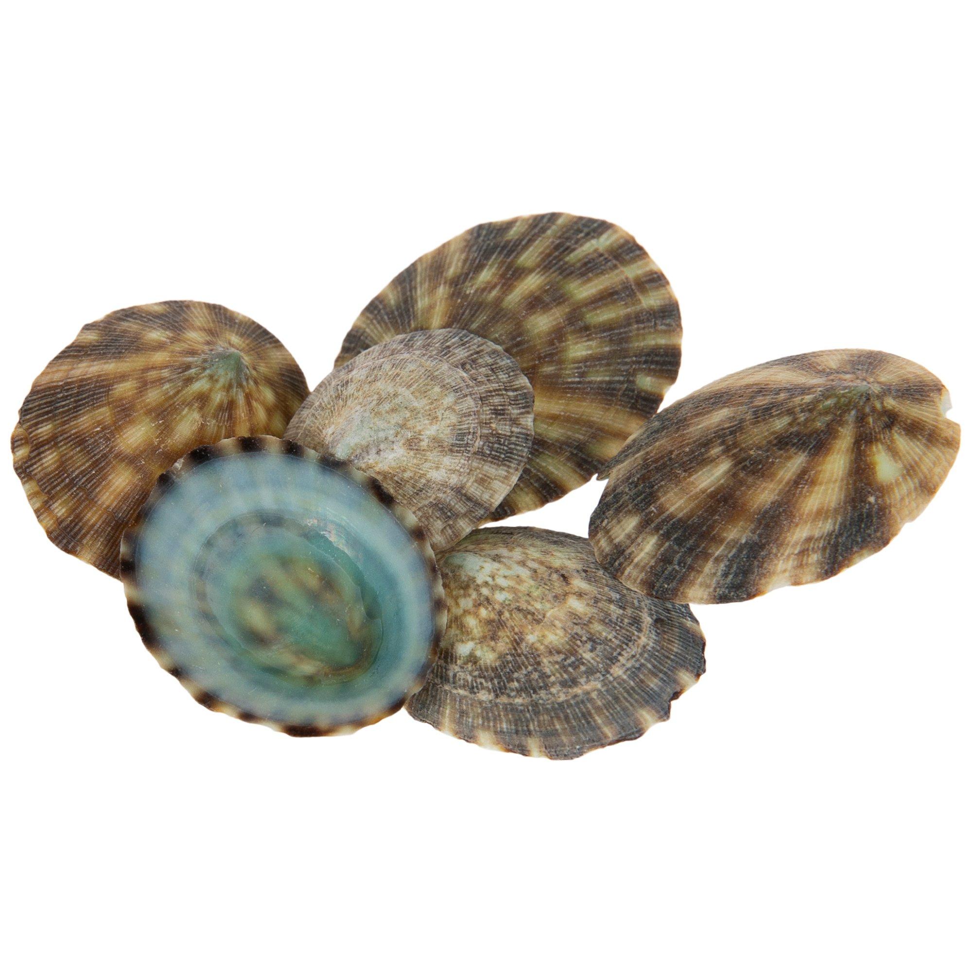 Green Limpet Shells | Hobby Lobby | 2333433