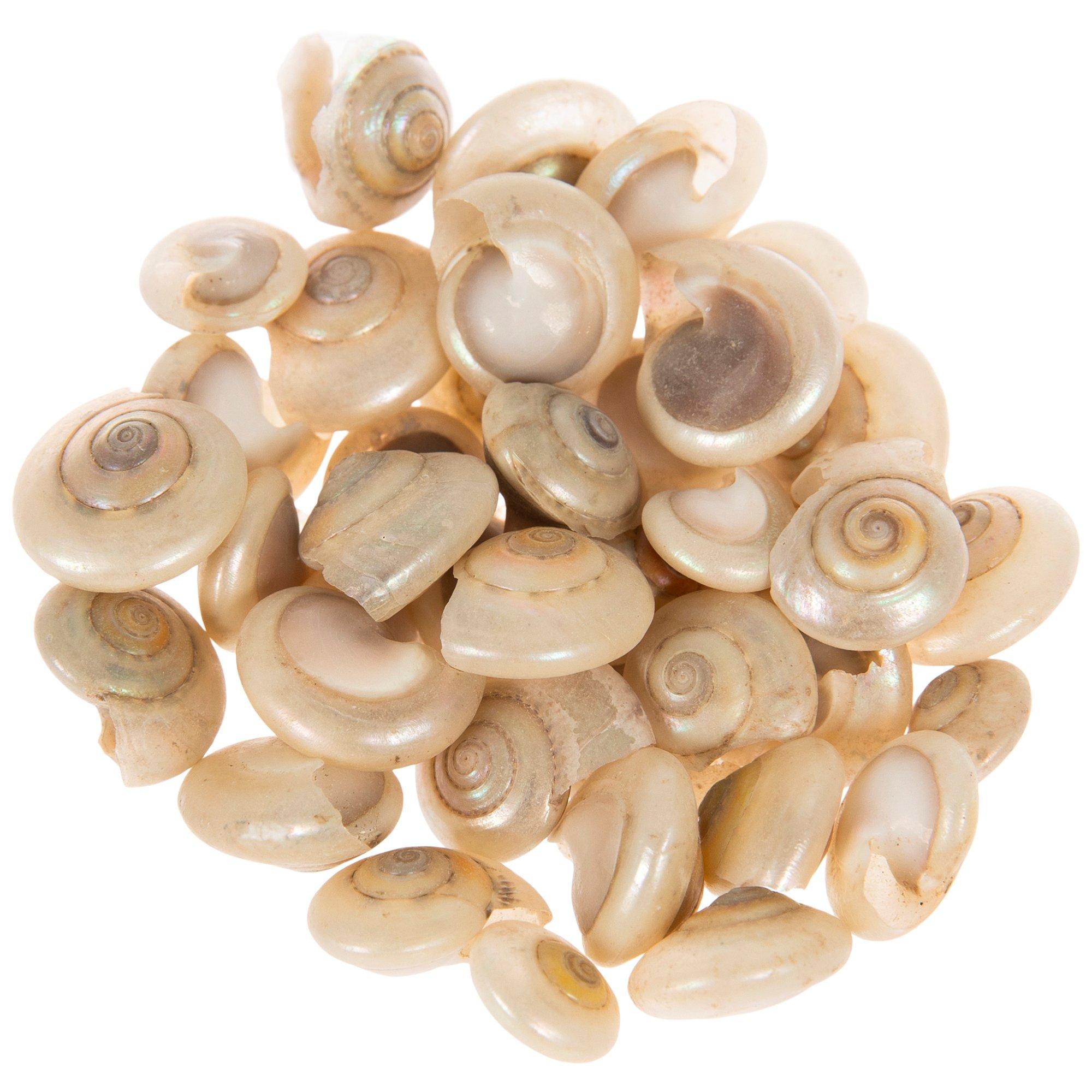 Pearlized Button Shells | Hobby Lobby | 2333482