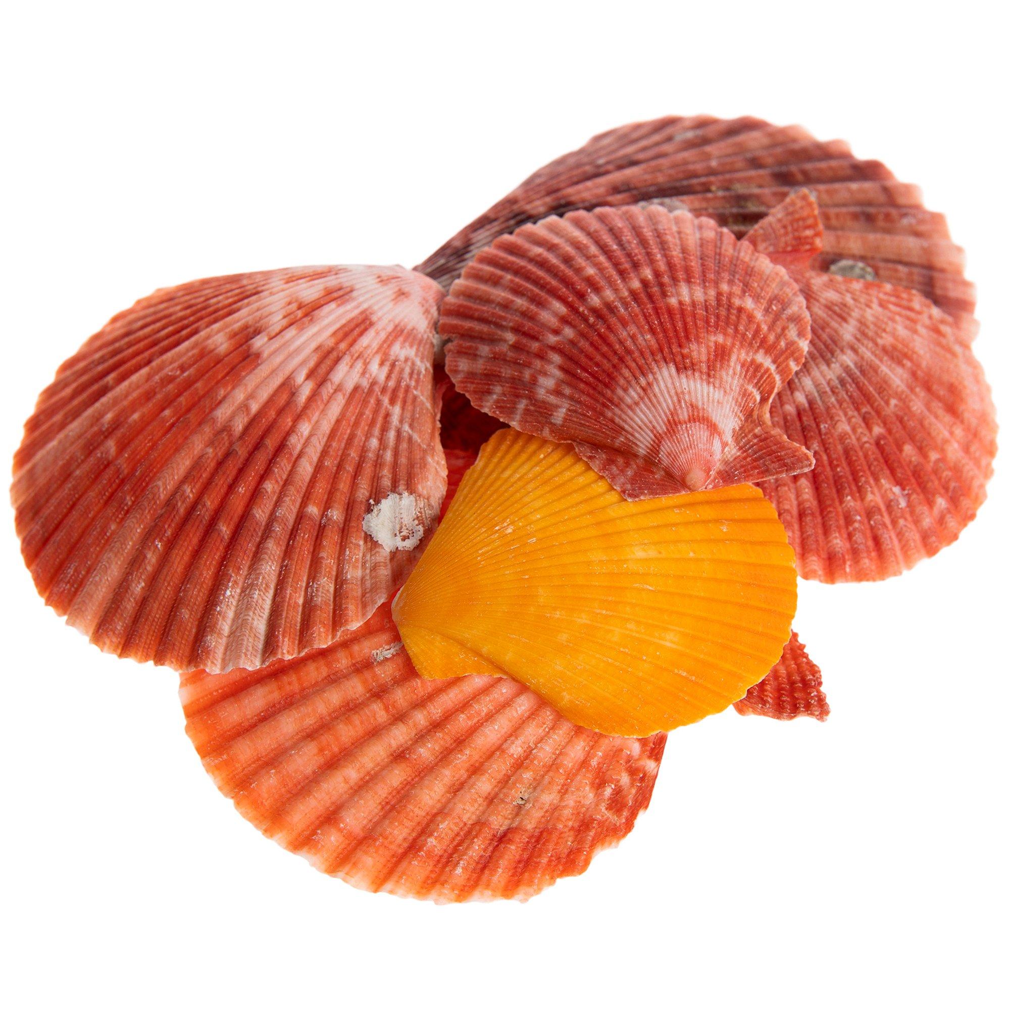 Craft Shells | Seashells, Starfish & Driftwood | Hobby Lobby