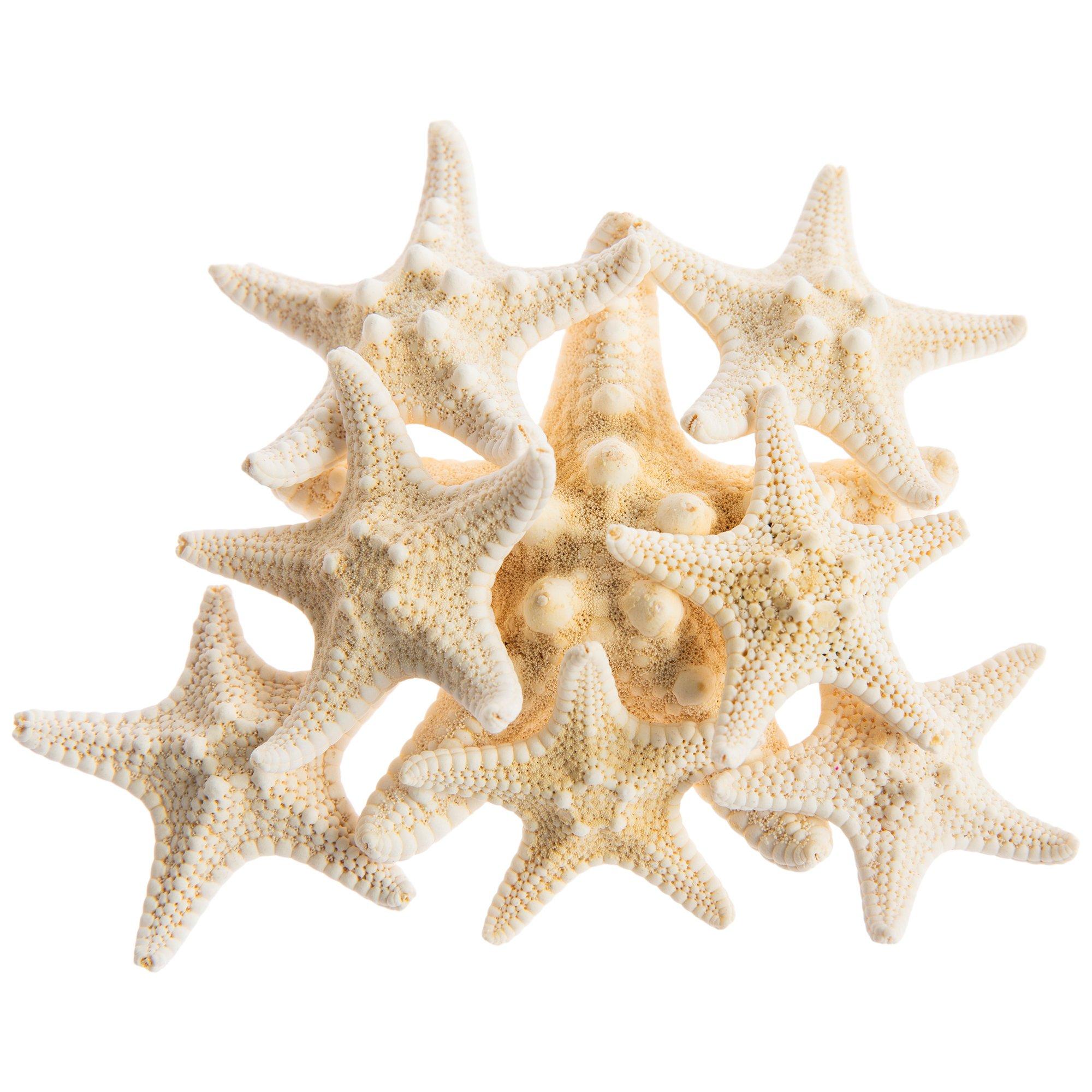Mini Starfish | Hobby Lobby | 2337483