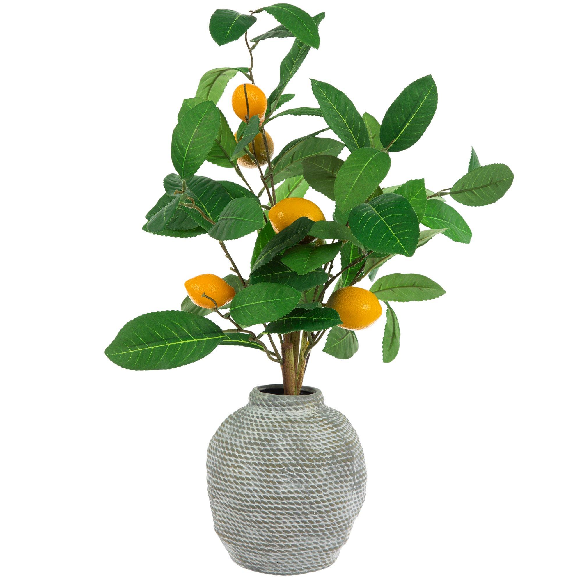 Lemon Tree In Textured Gray Pot | Hobby Lobby | 2363257