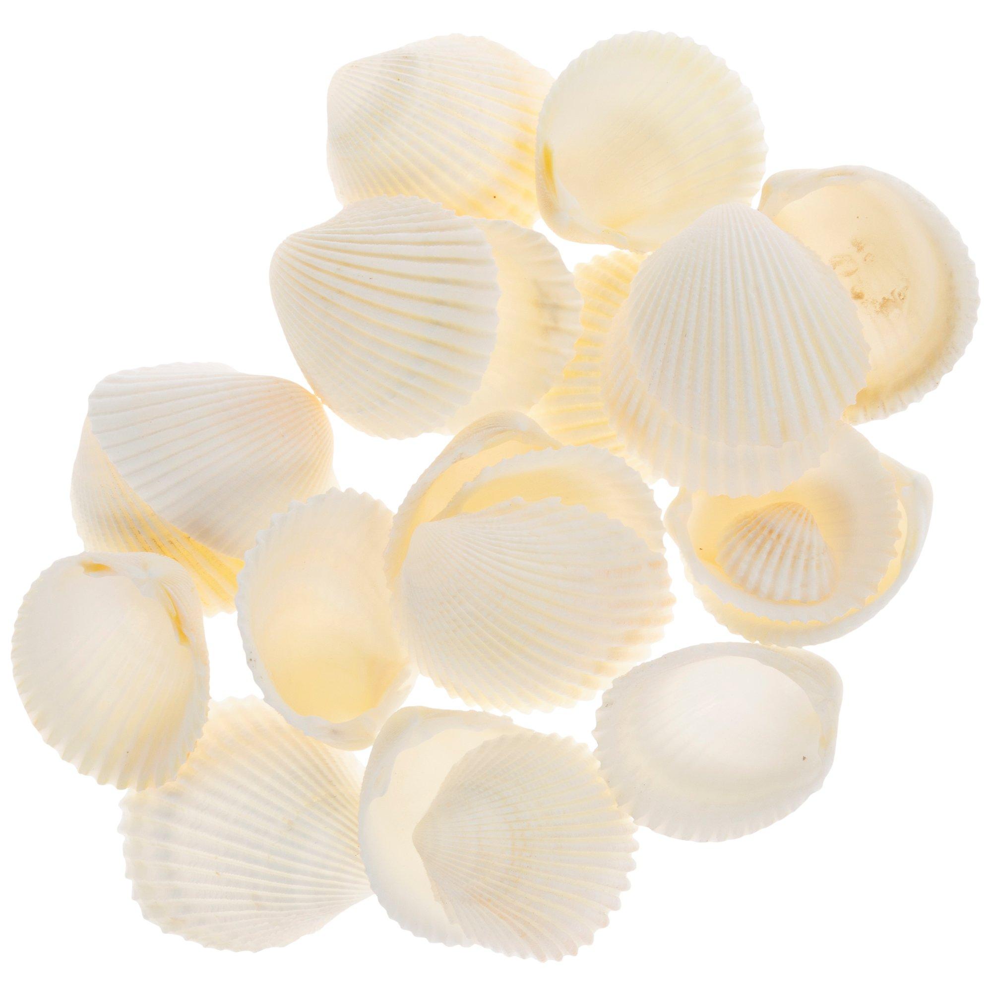White Ark Seashells | Hobby Lobby | 245167