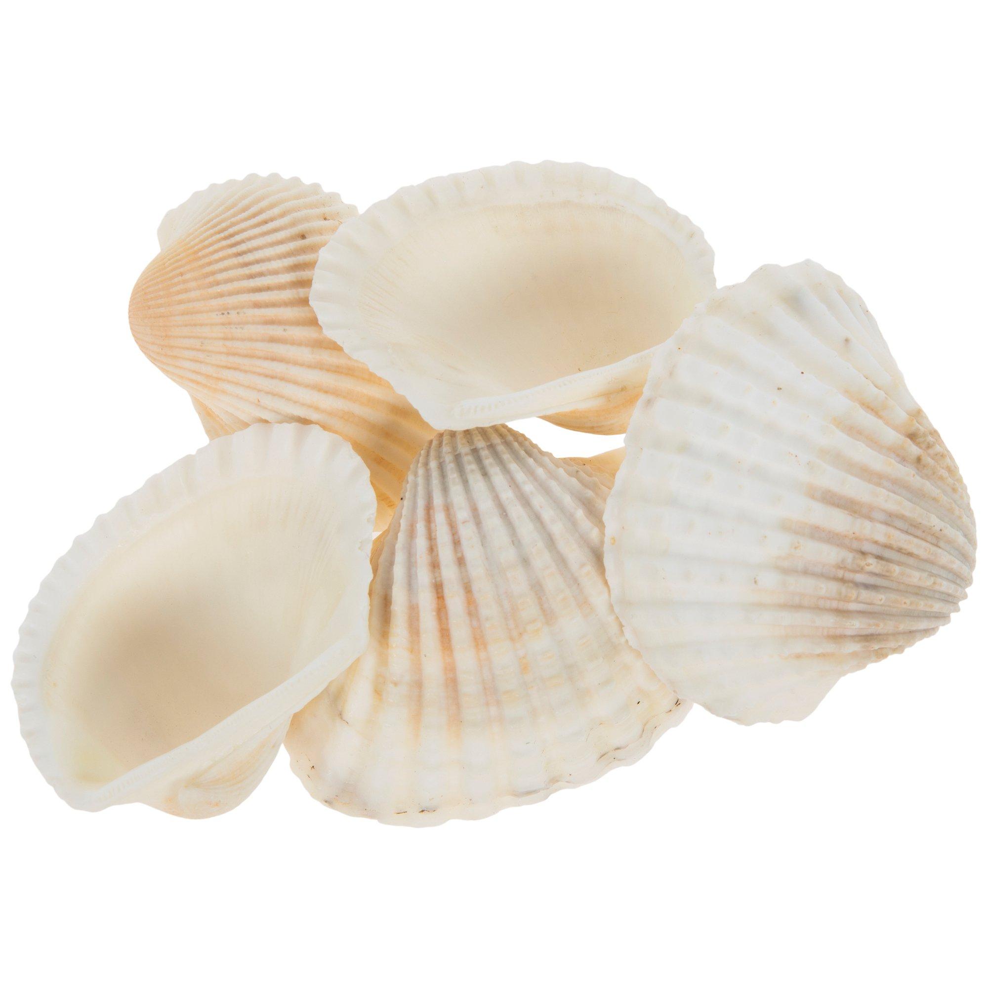 Craft Shells | Seashells, Starfish & Driftwood | Hobby Lobby