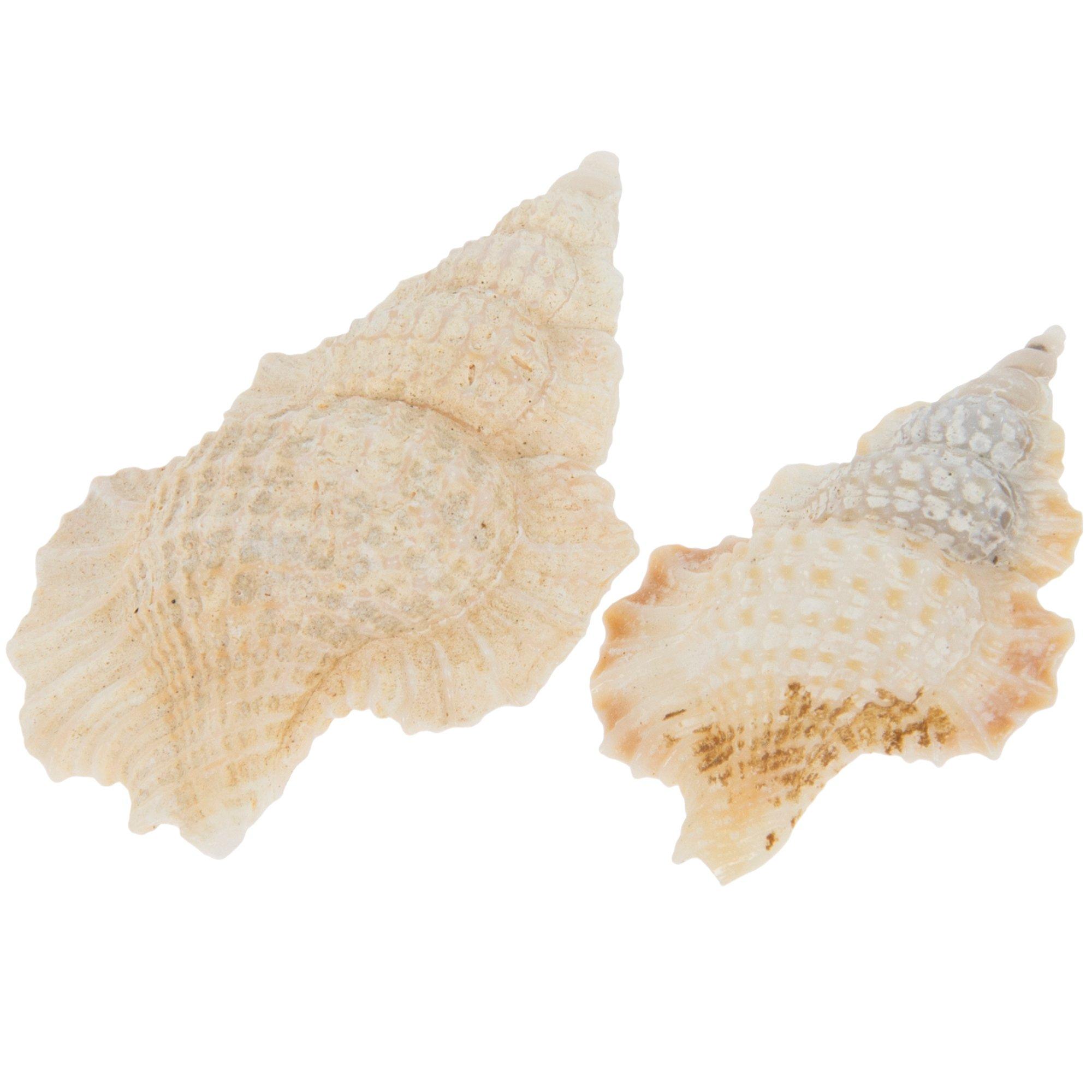 Maple Leaf Seashells | Hobby Lobby | 2500270