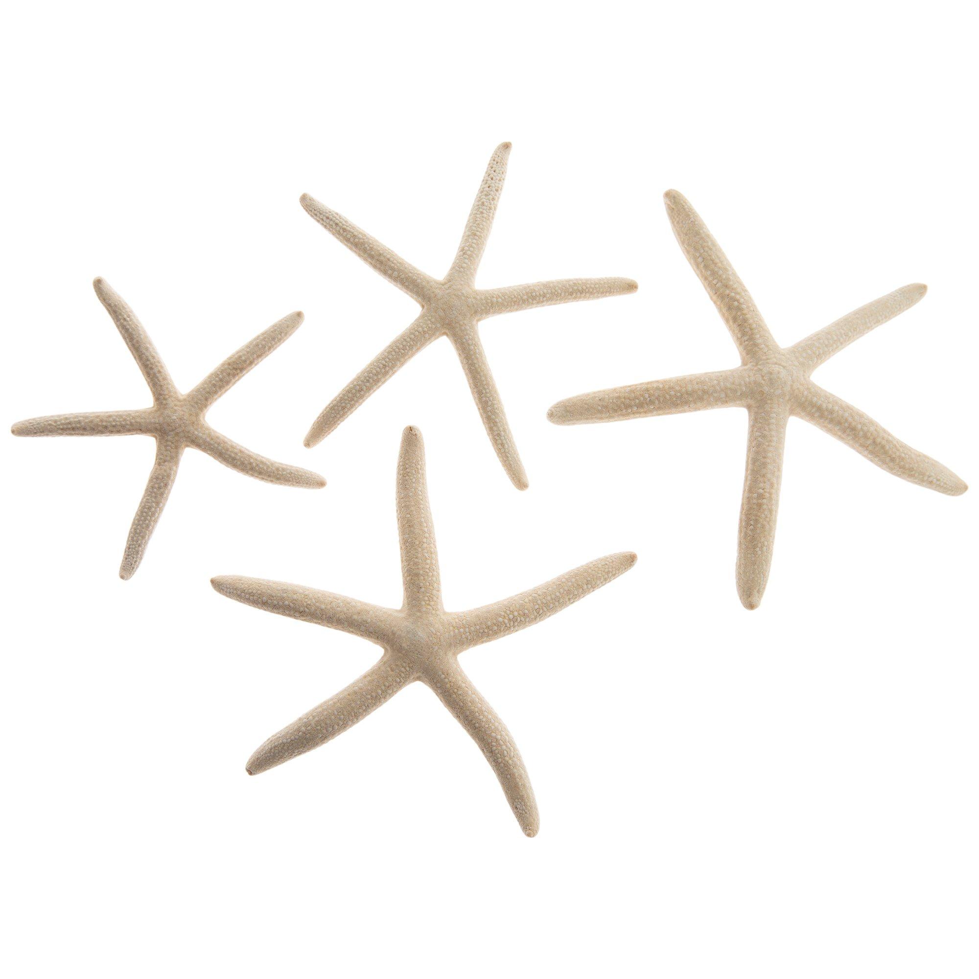 Craft Shells | Seashells, Starfish & Driftwood | Hobby Lobby