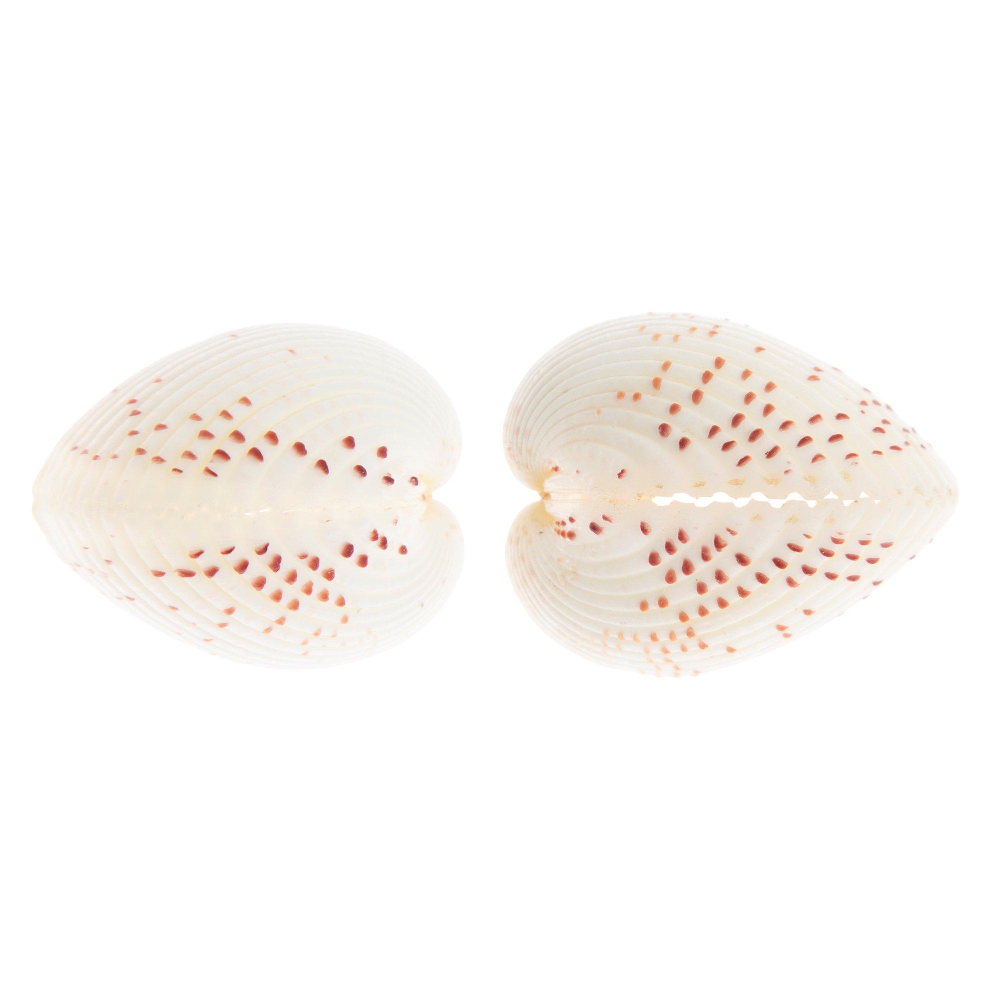 Heart Cockle Seashells | Hobby Lobby | 2502748