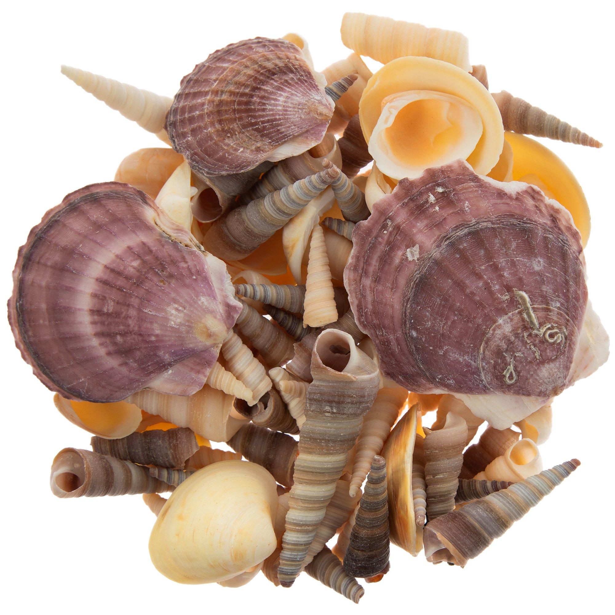Noble Clams, Petal & Auger Seashell Mix | Hobby Lobby | 2502789