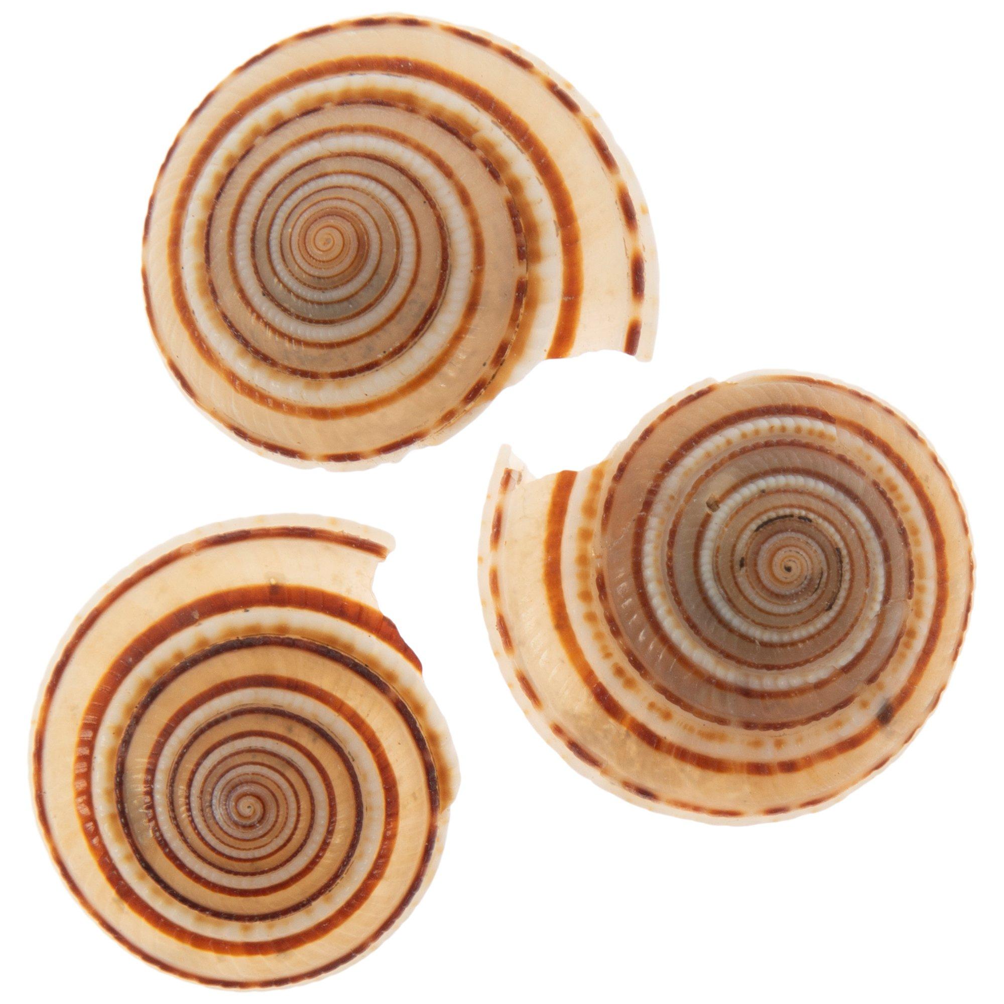 Sundial Seashells | Hobby Lobby | 2502797