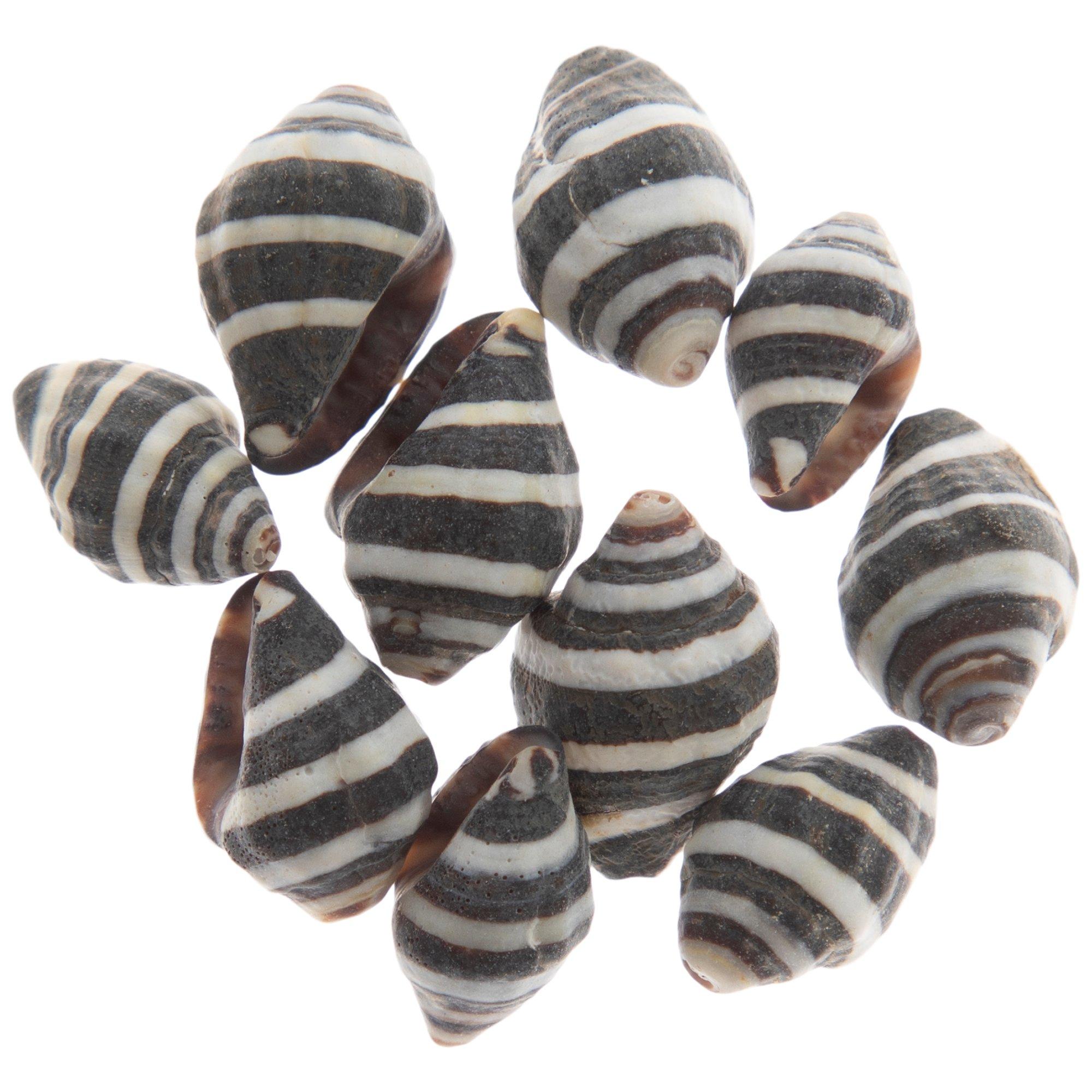 Craft Shells | Seashells, Starfish & Driftwood | Hobby Lobby