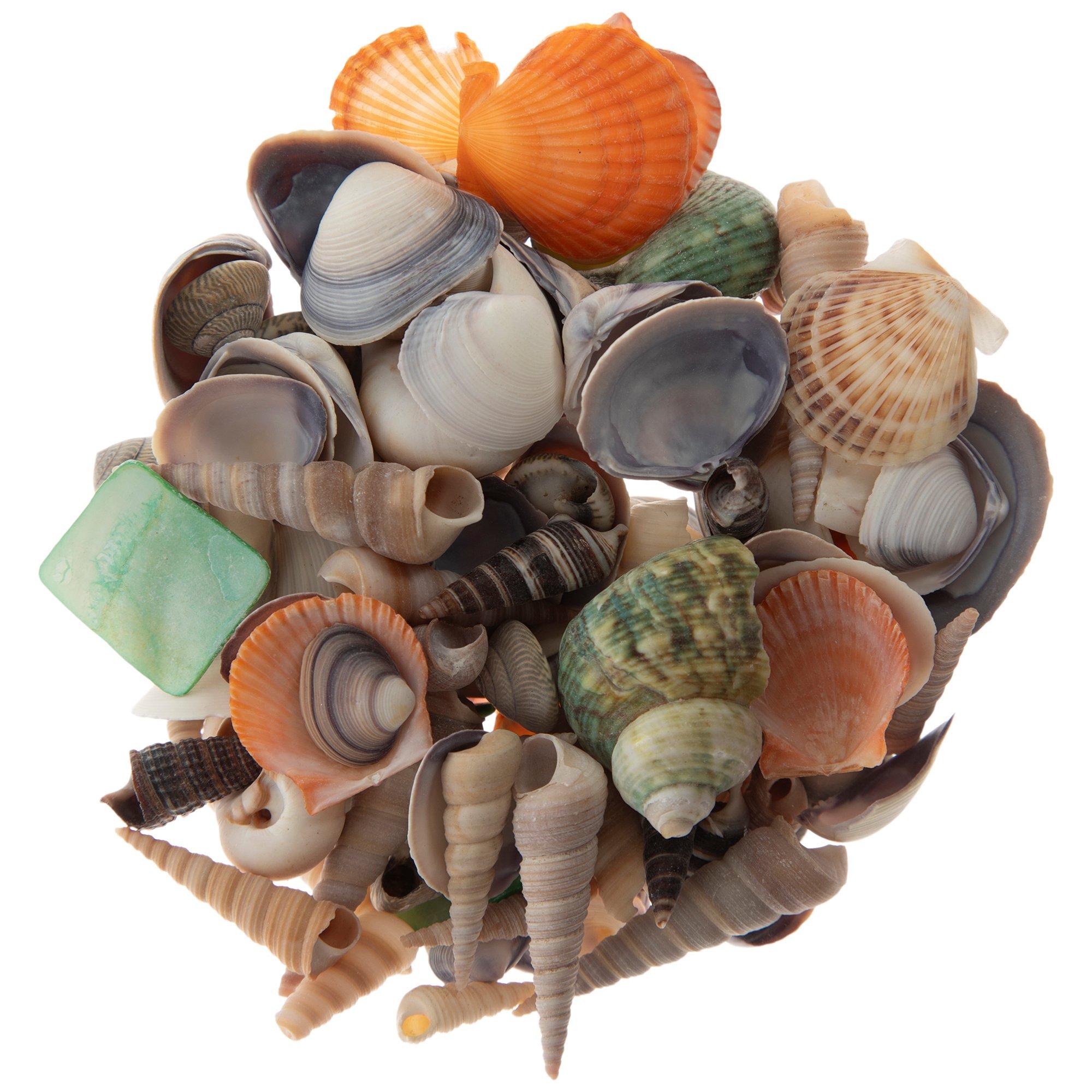 Craft Shells | Seashells, Starfish & Driftwood | Hobby Lobby