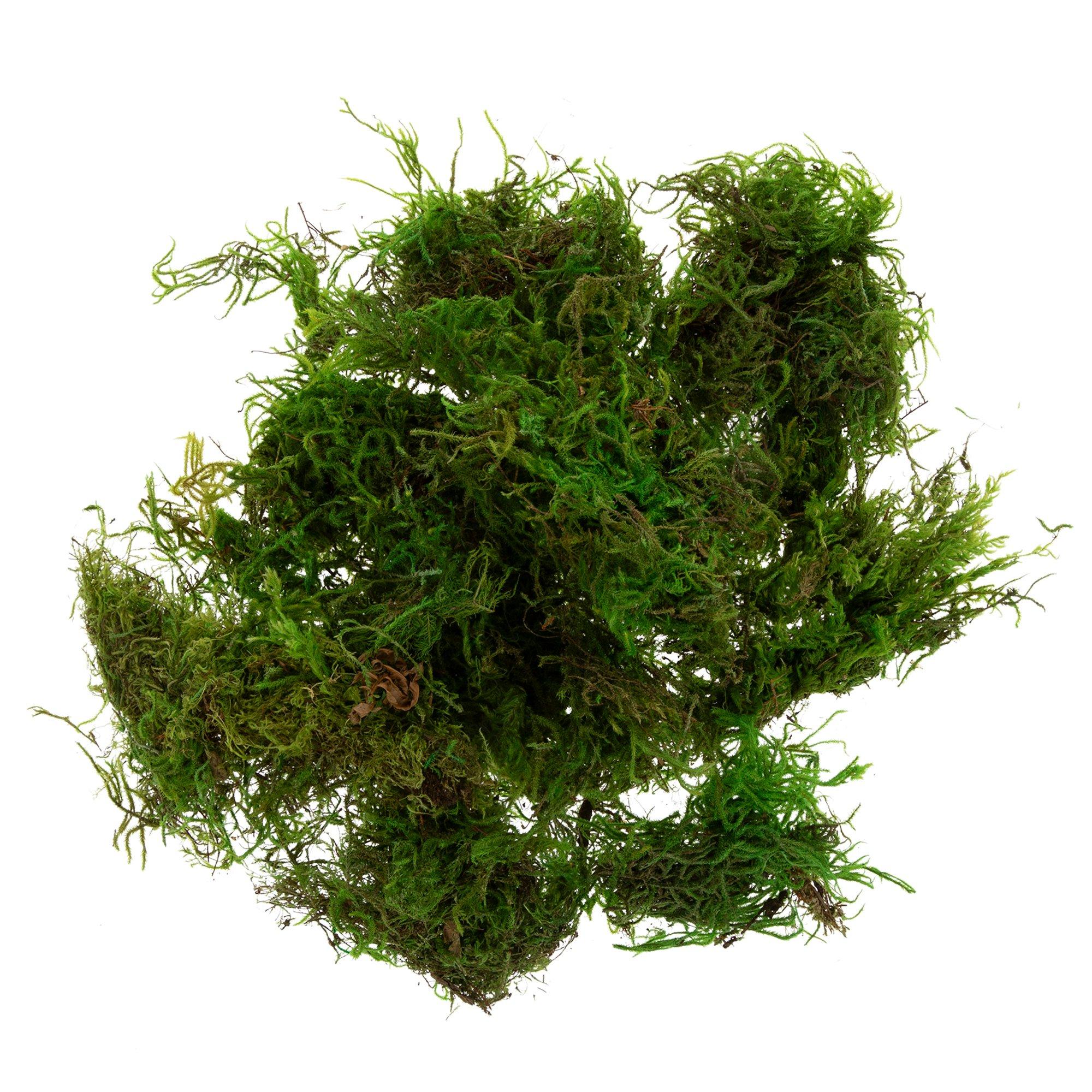 Moss - Greenery - Floral & Wedding | Hobby Lobby
