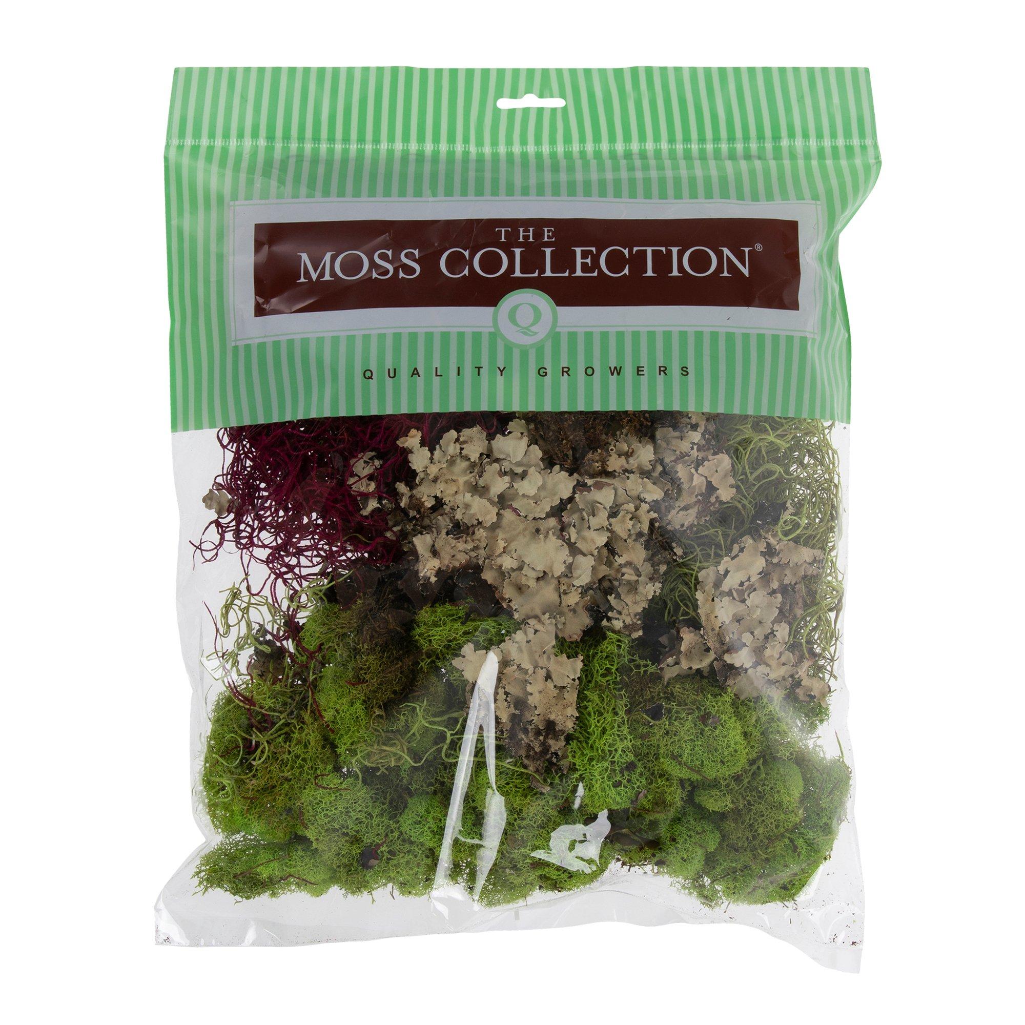Moss - Greenery | Hobby Lobby