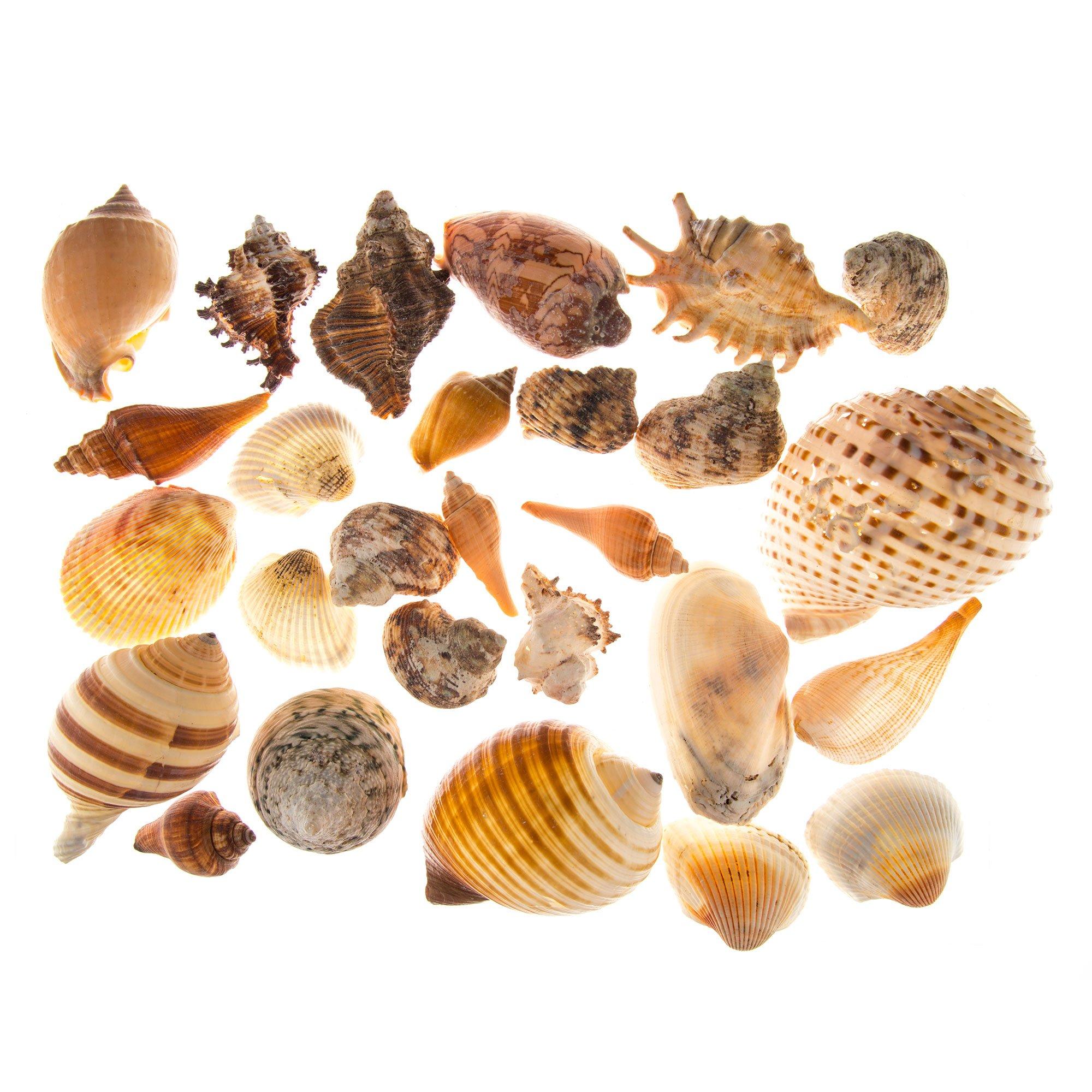 Shell Gift Bag | Hobby Lobby | 375238