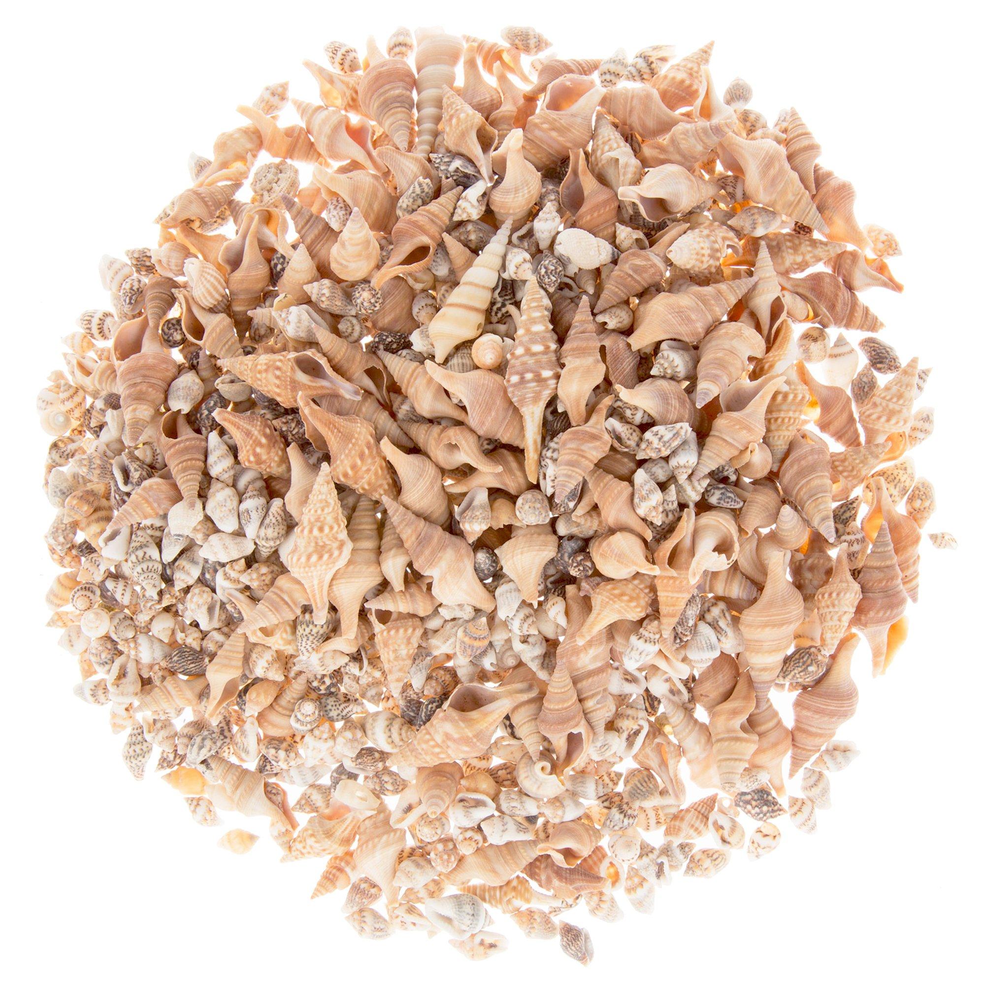 Craft Shells | Seashells, Starfish & Driftwood | Hobby Lobby