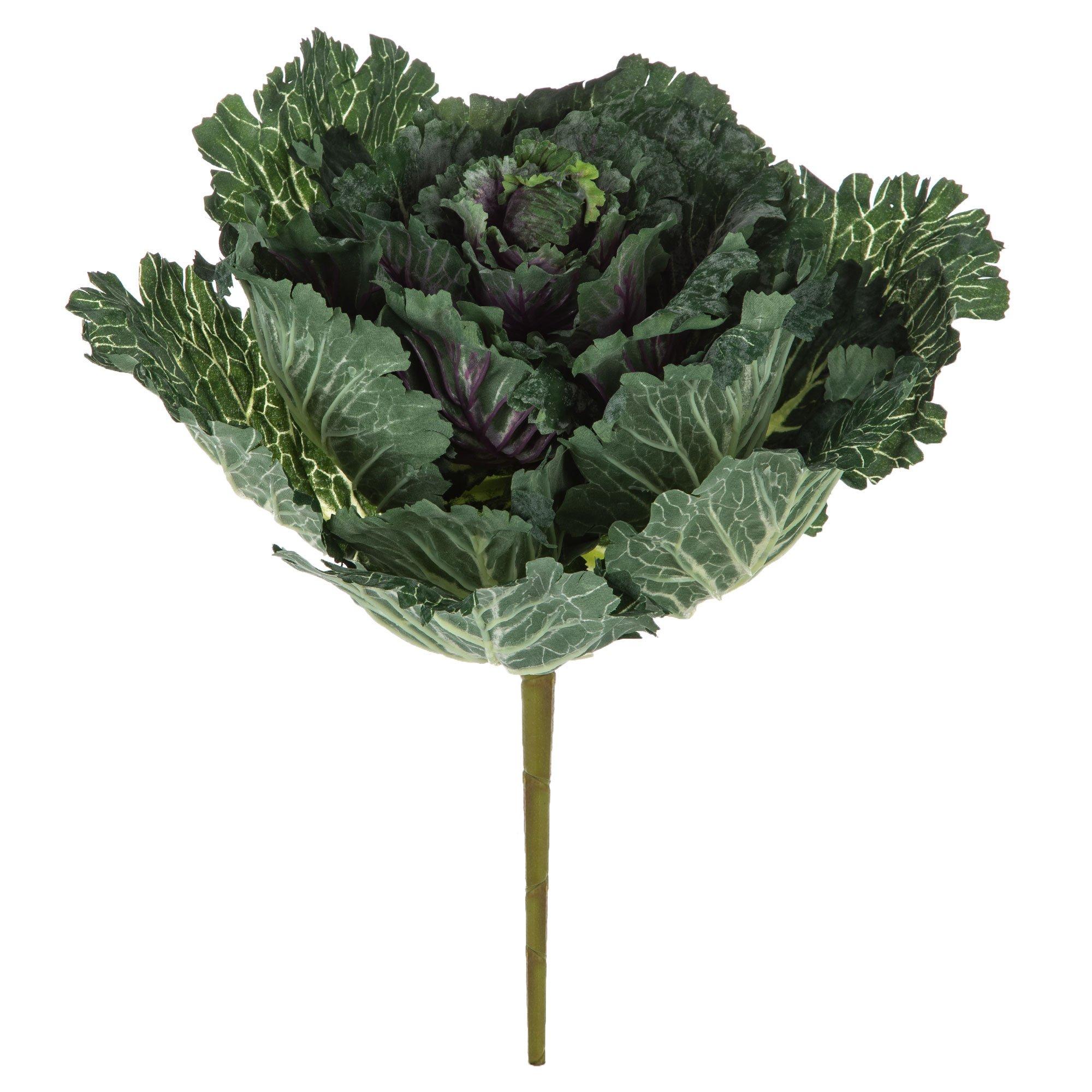 Purple Cabbage Plant Stem