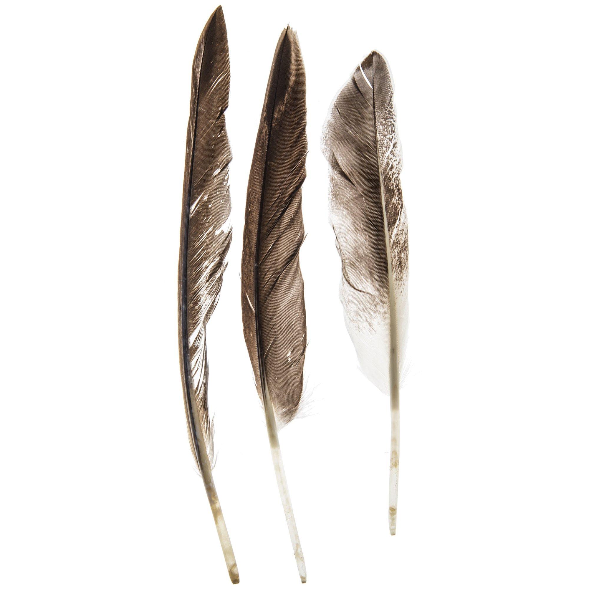 Gray Duck Wing Quills | Hobby Lobby | 564559