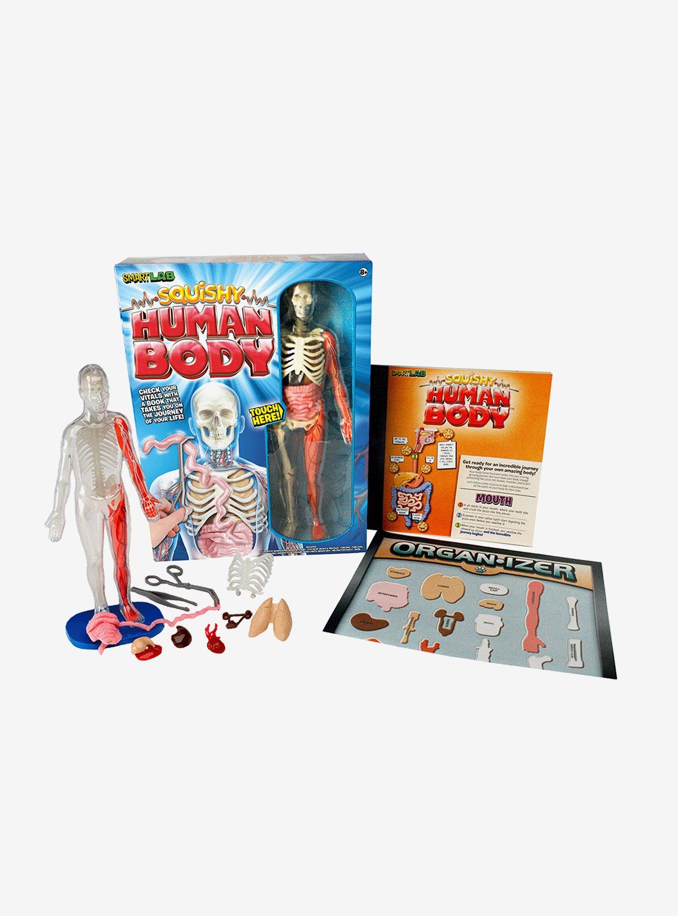 Squishy Human Body Lab Kit | Hot Topic