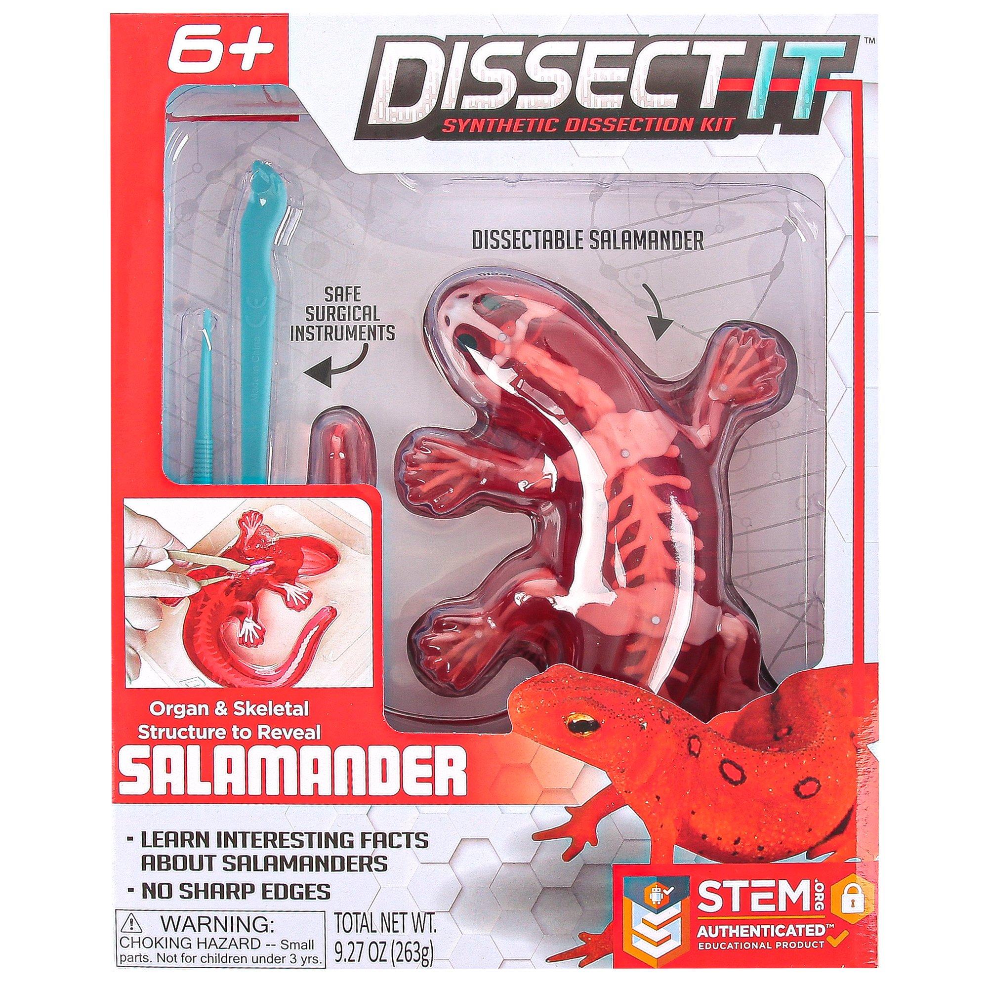 Synthetic Salamander Dissection Kit, 7 Pieces, Ages 6 and Up | Mardel ...