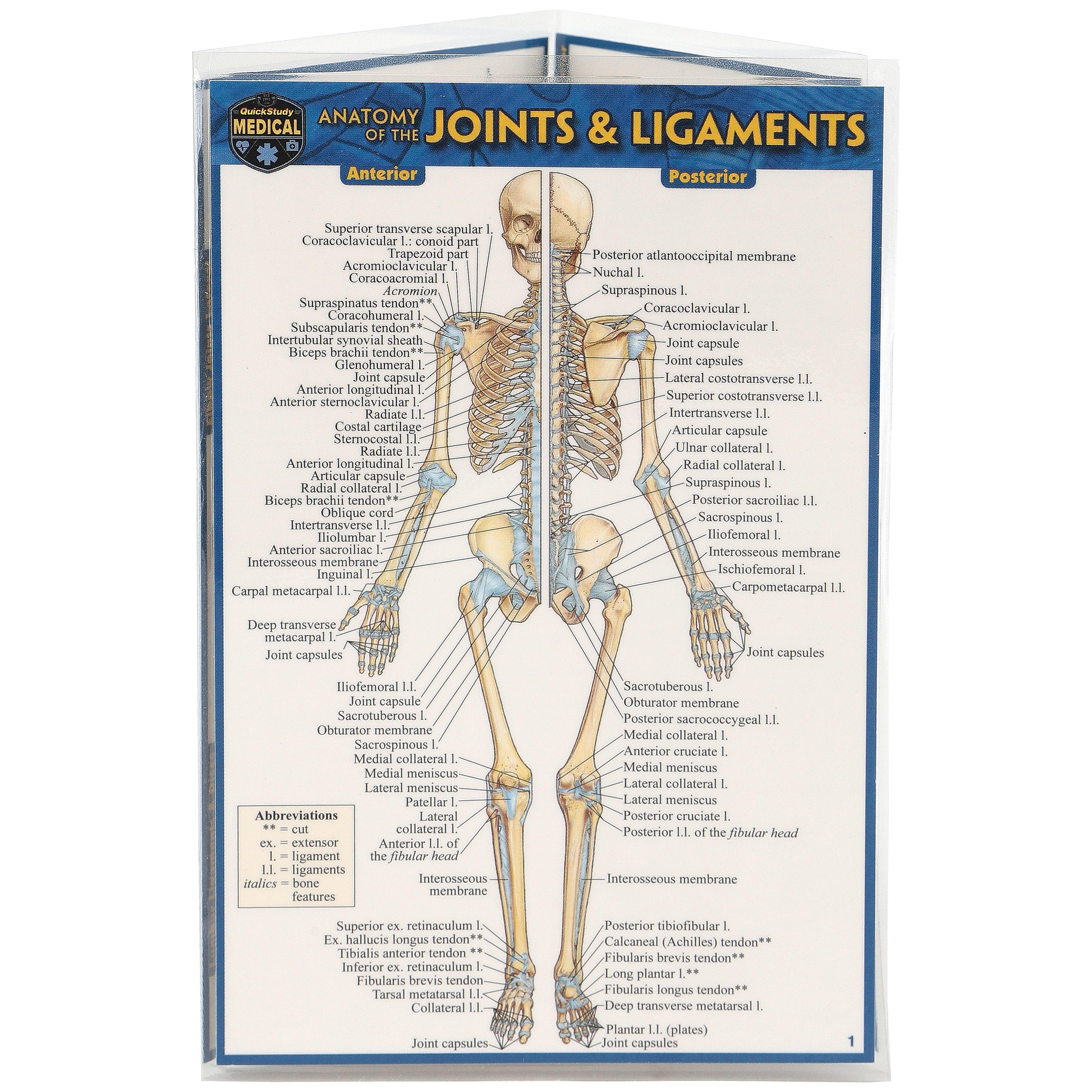 Anatomy of Joints & Ligaments Quick Study Guide, by BarCharts | Mardel ...