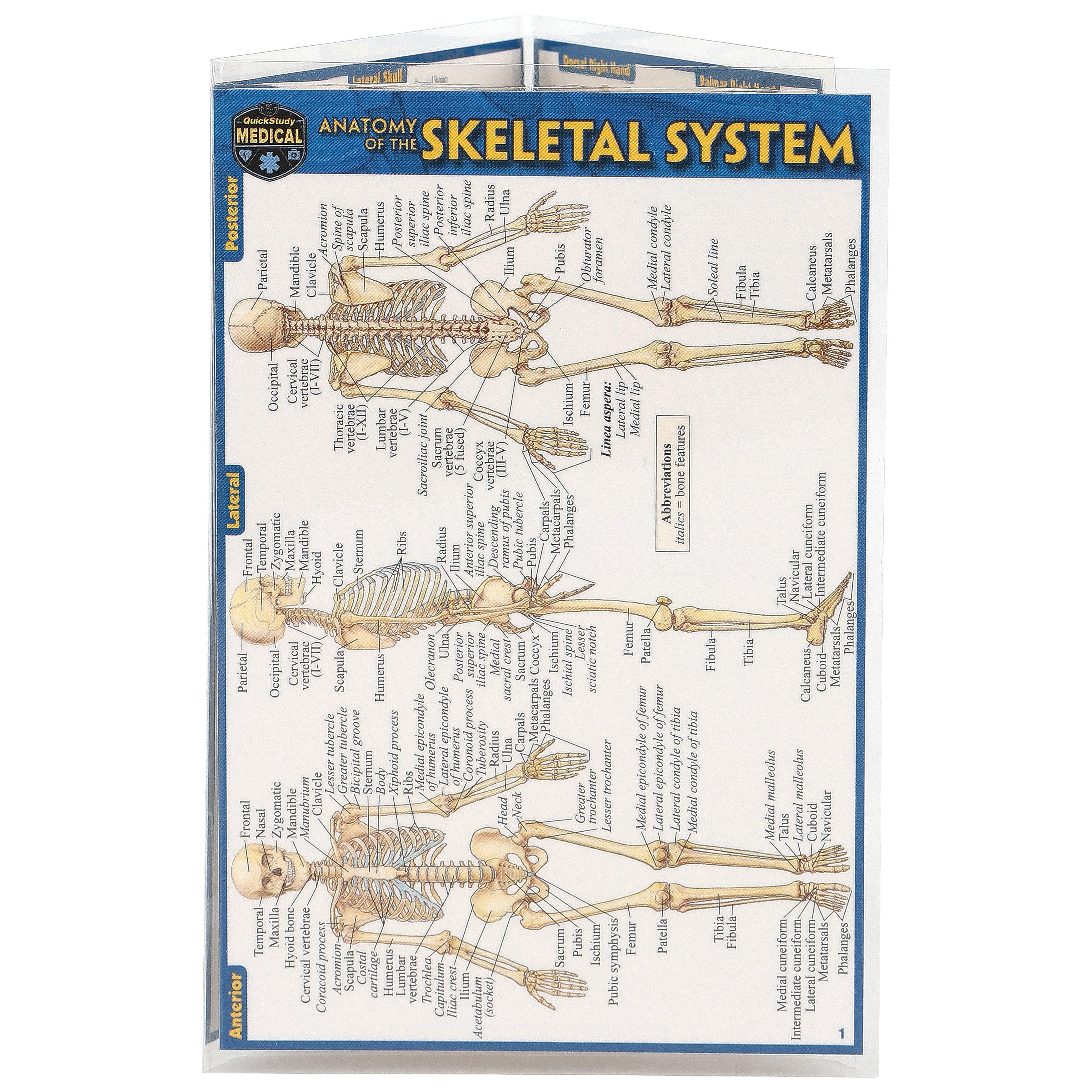 Anatomy of the Skeletal System Quick Study Guide, by BarCharts | Mardel | 4216255