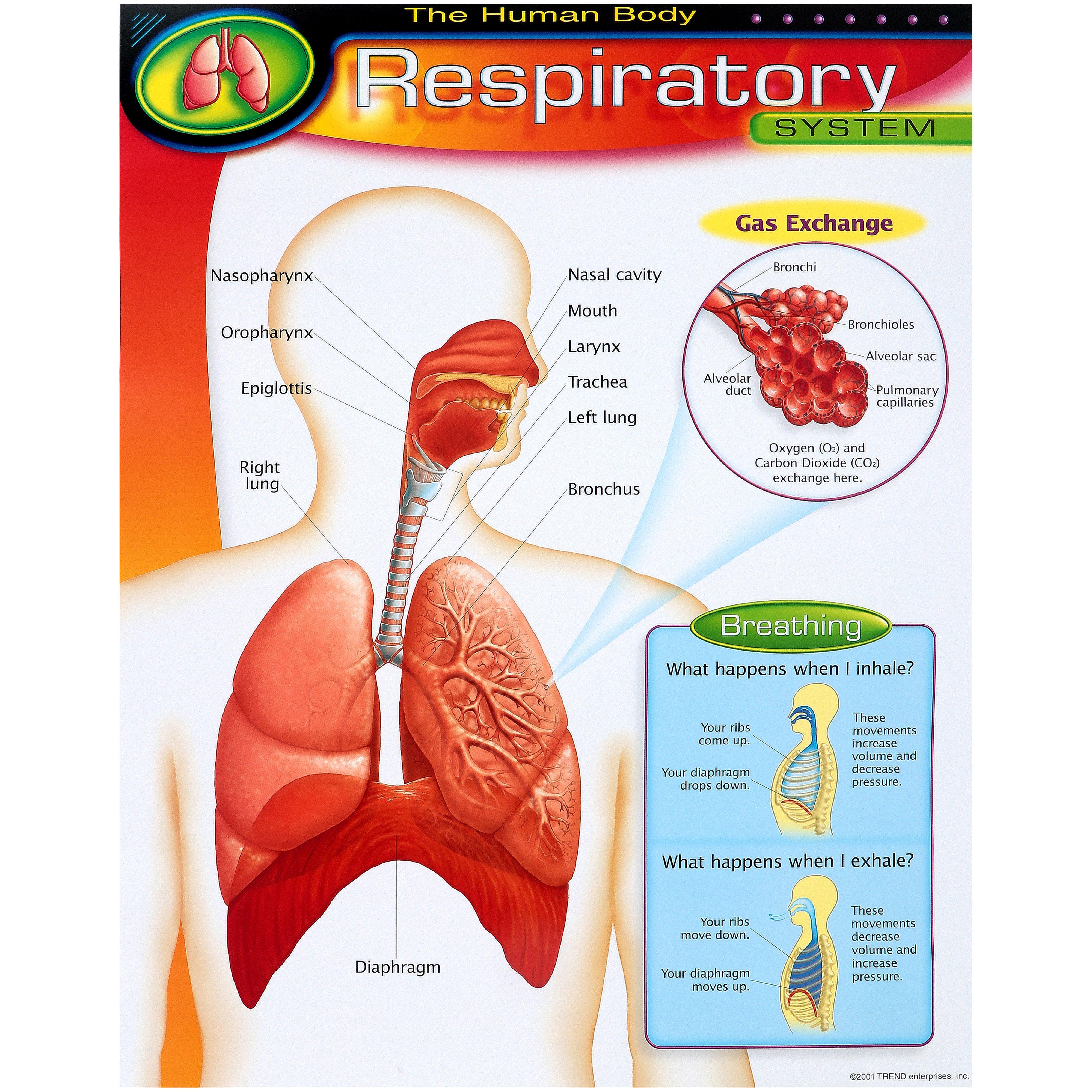 Respiratory System Study Chart, 17 x 22 inches | Mardel | 4222469