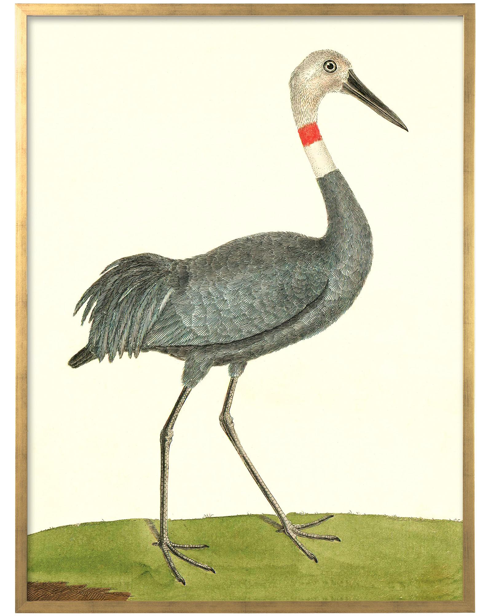 Vintage Bird Drawing